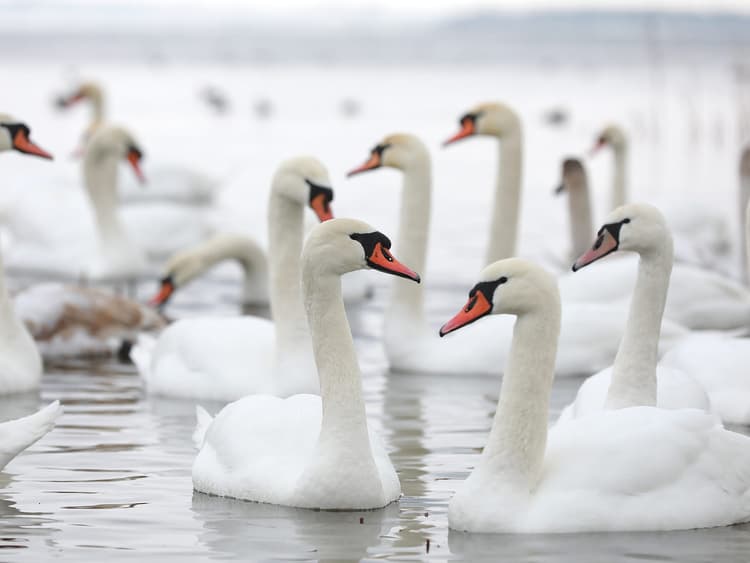 What is a Group of Swans Called? (Complete Guide) | Birdfact