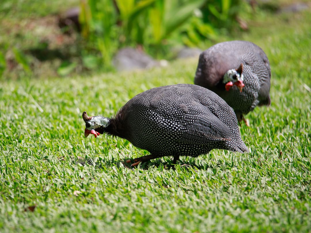 What Do Guineafowl Eat? (Complete Guide) | Birdfact