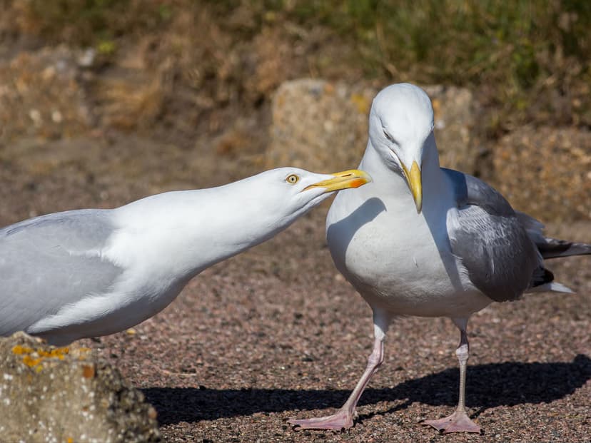 Do Seagulls Mate For Life? Here's The Full Story | Birdfact
