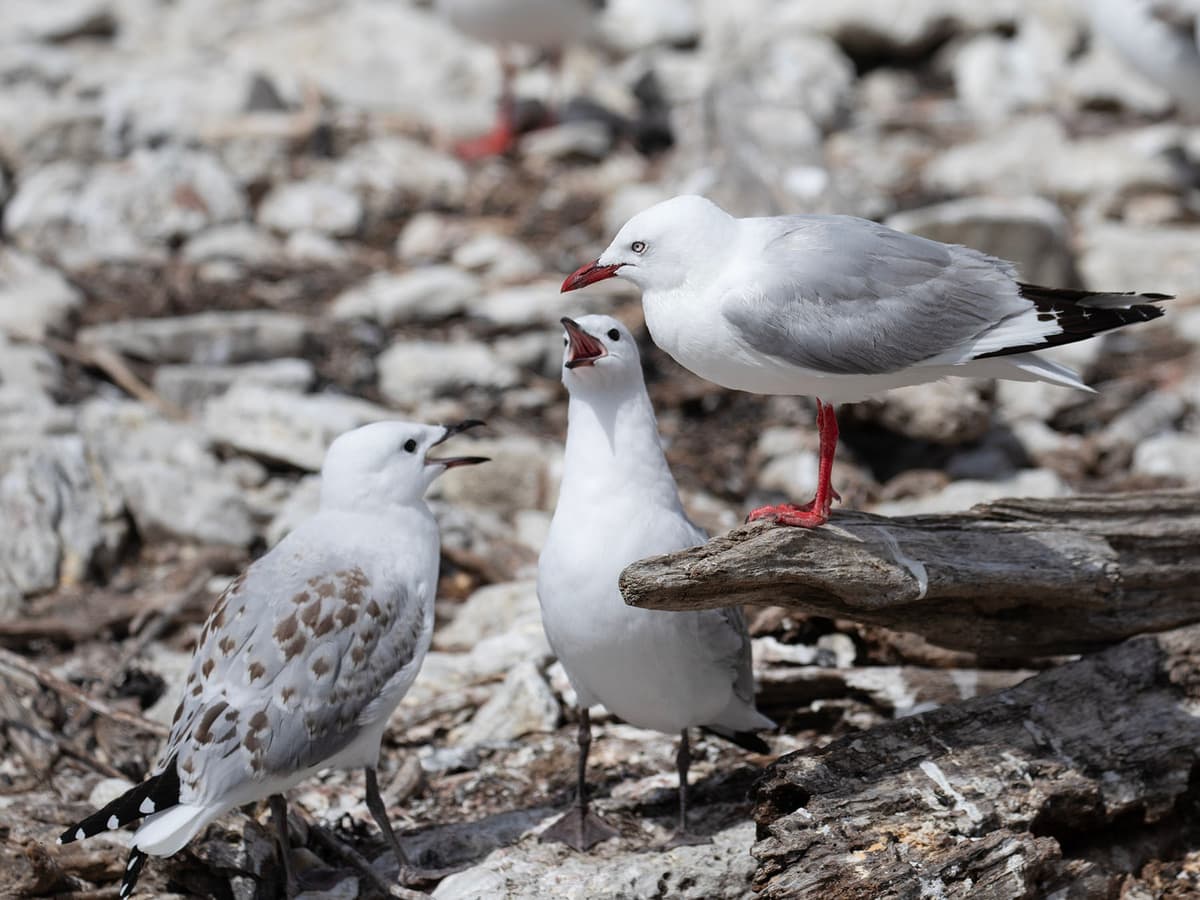 Do Seagulls Mate For Life? Here's The Full Story | Birdfact
