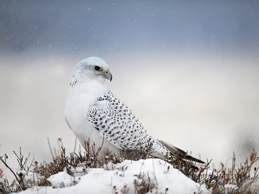 Are Birds Warm Blooded Or Cold Blooded? | Birdfact