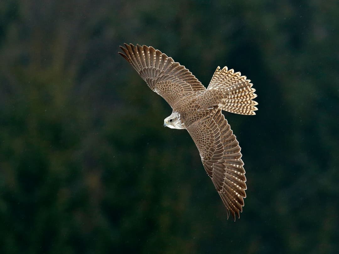 Falcons (Falconidae) | Birdfact