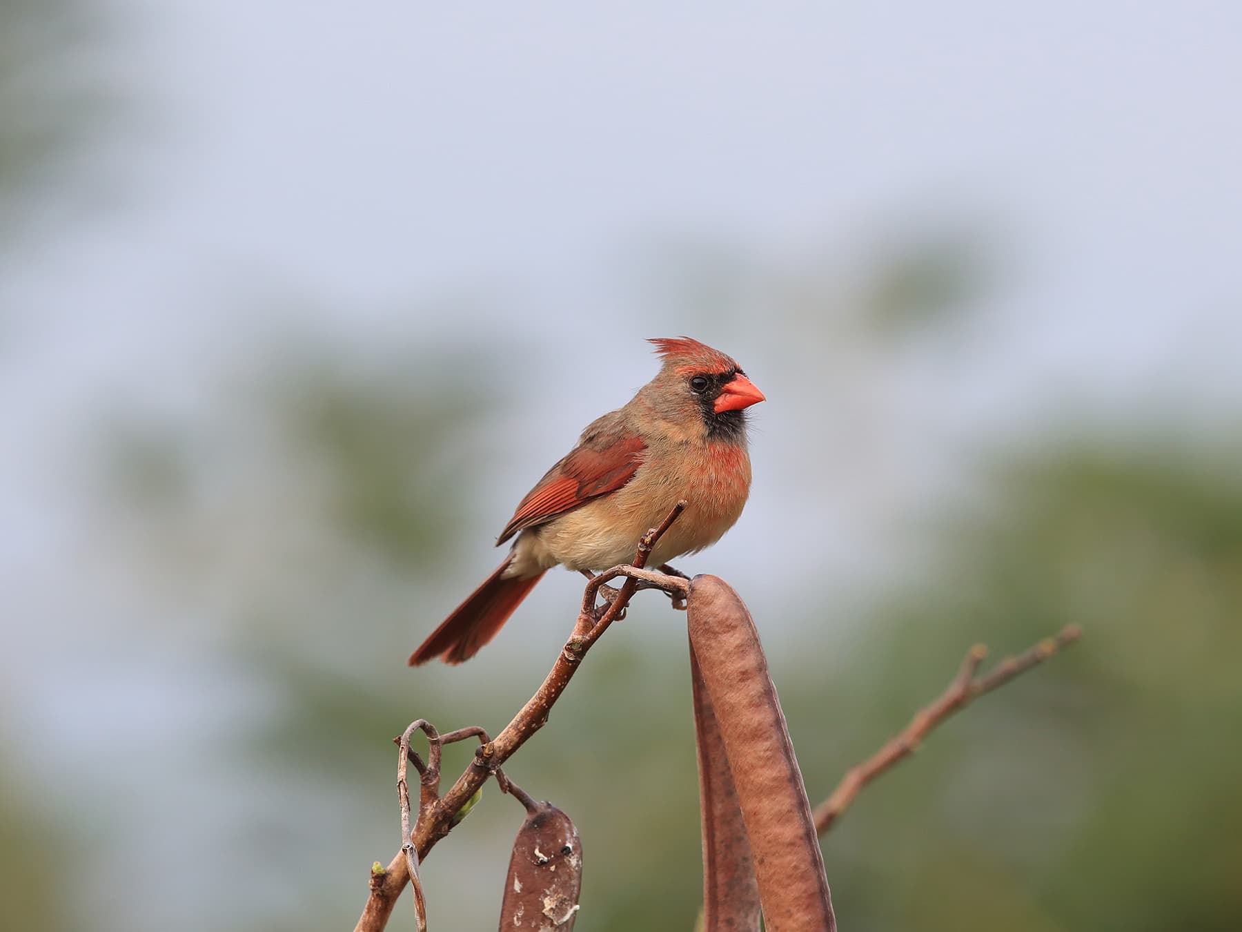 Cardinals in Hawaii (All You Need To Know) | Birdfact
