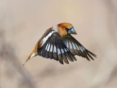 Hawfinch | Birdfact