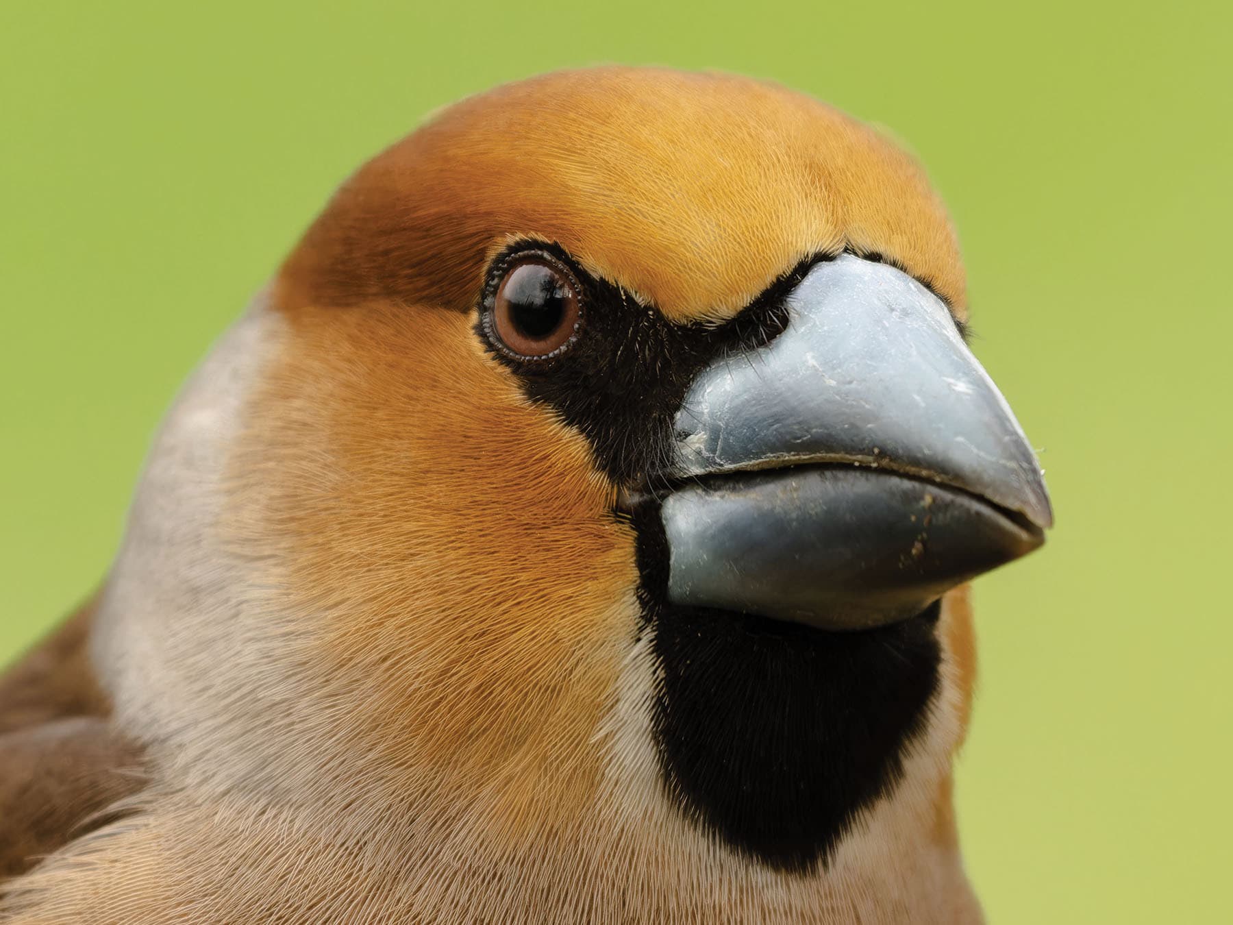 Hawfinch | Birdfact