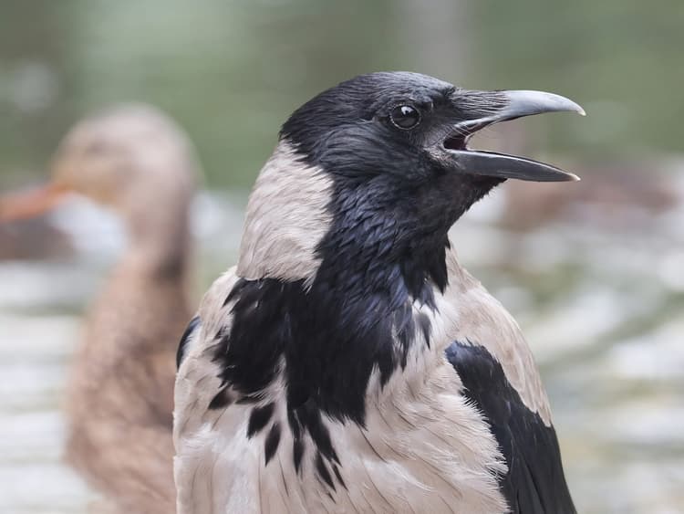 How Long Do Crows Live? Lifespan of Different Crow Species | Birdfact