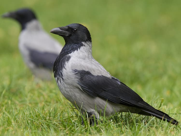 Do Crows Like Shiny Things? (What About Magpies + Myths Debunked ...