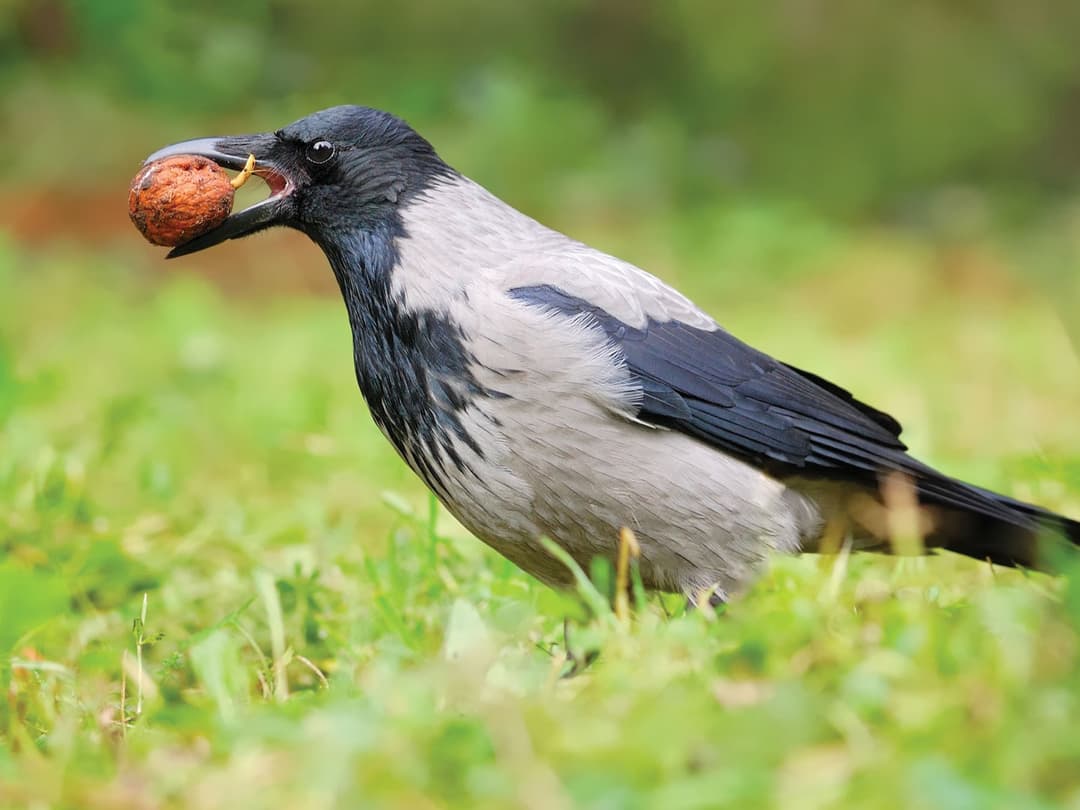 Hooded Crow | Birdfact