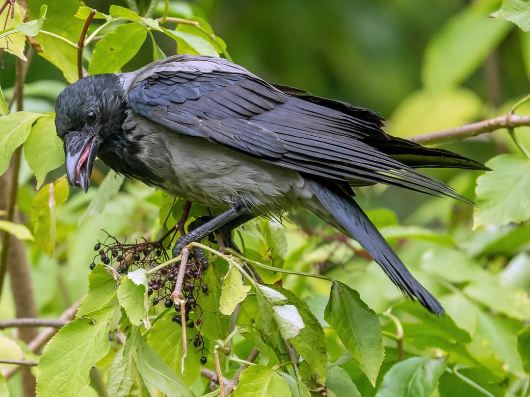 Crows: What They Eat and How They Find Their Food | Birdfact