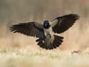 Hooded Crow | Birdfact