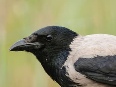Hooded Crow | Birdfact