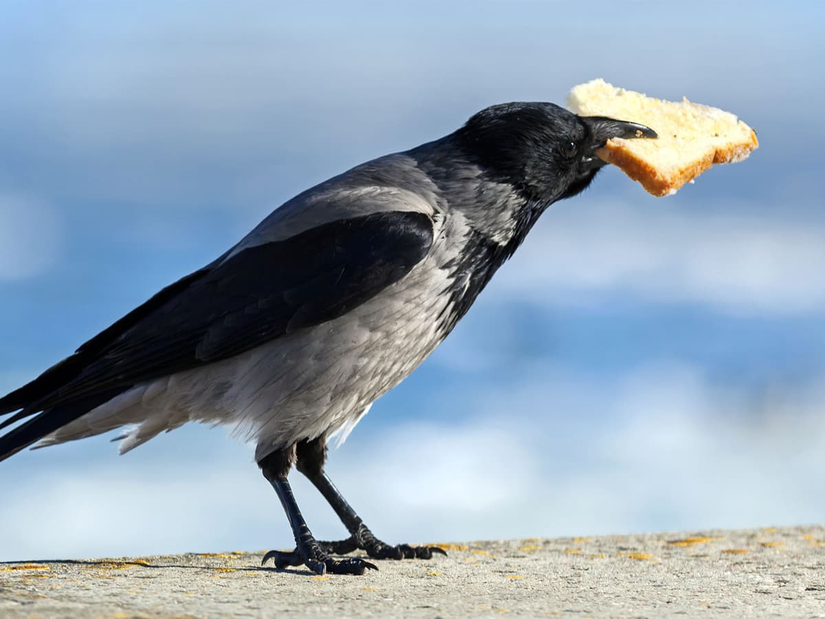 Crows: What They Eat and How They Find Their Food | Birdfact