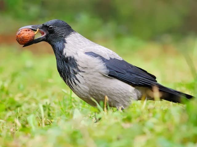 How Long Do Crows Live? Lifespan of Different Crow Species | Birdfact