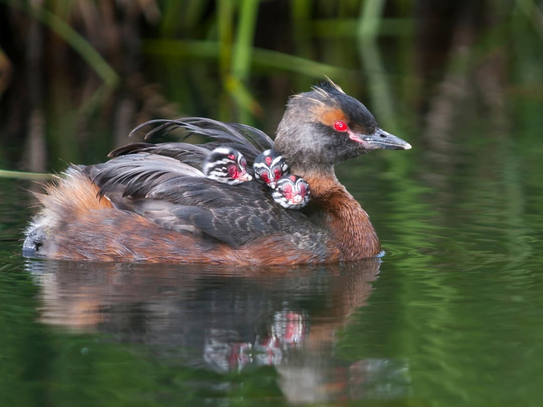 Horned Grebe | Birdfact