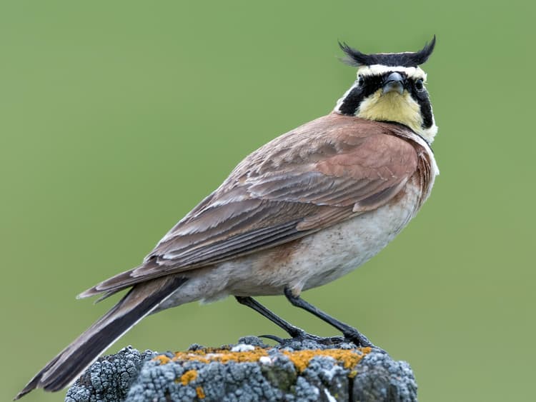 Horned Lark | Birdfact