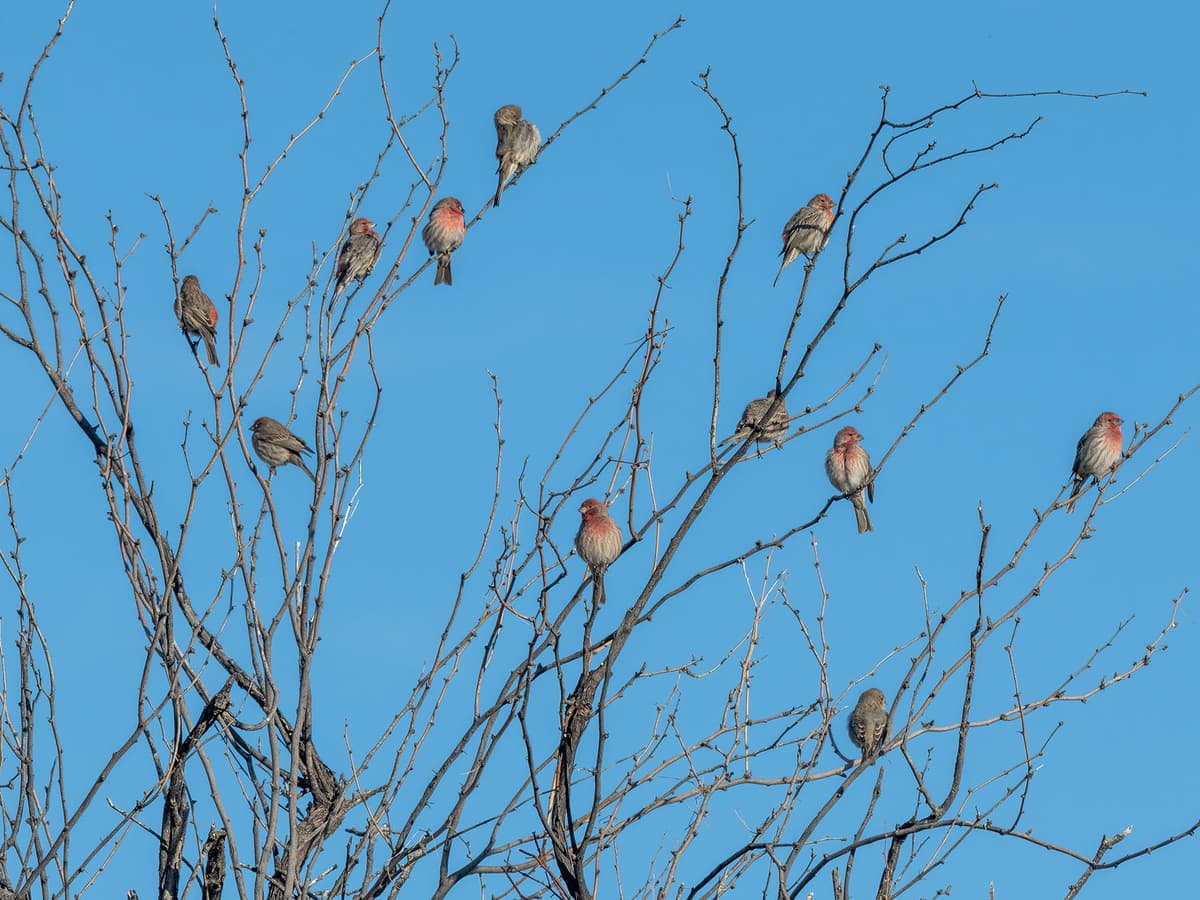 Do House Finches Mate For Life? (Behavior, Courtship + FAQs) | Birdfact