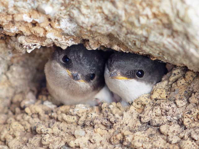House Martin | Birdfact