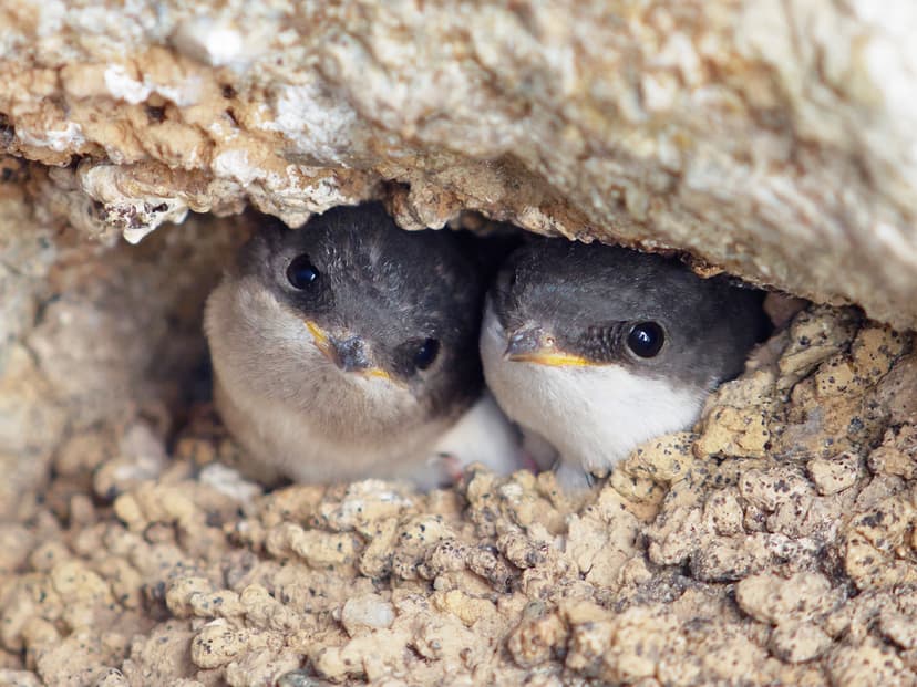 House Martin | Birdfact