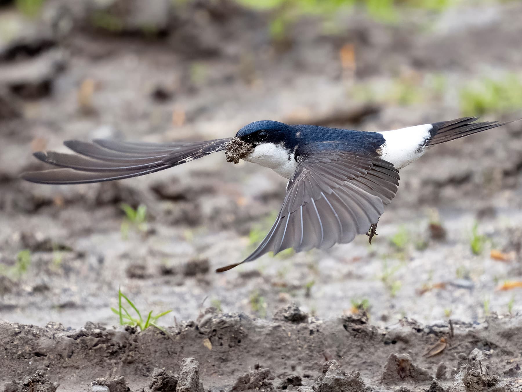 House Martin | Birdfact