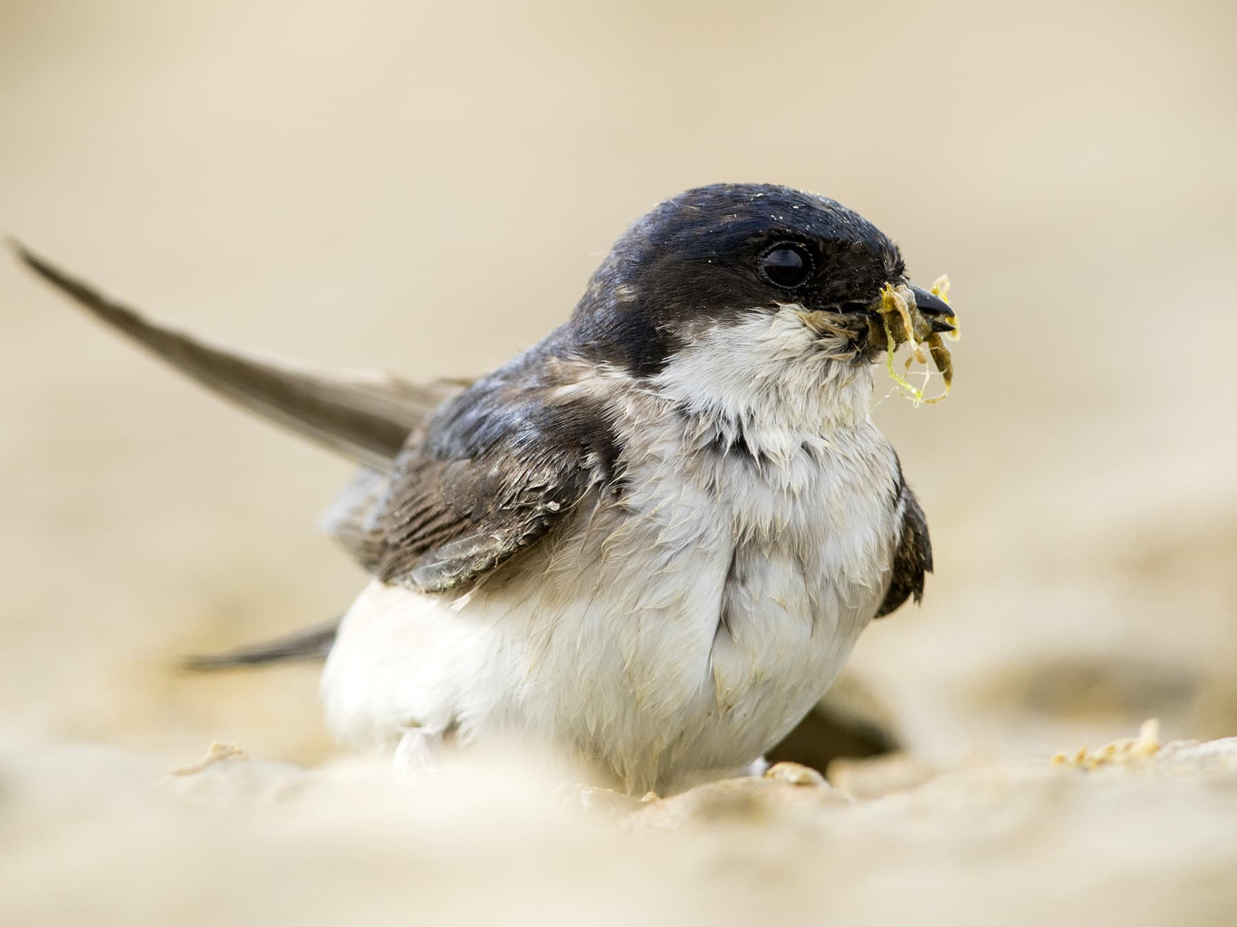 House Martin | Birdfact
