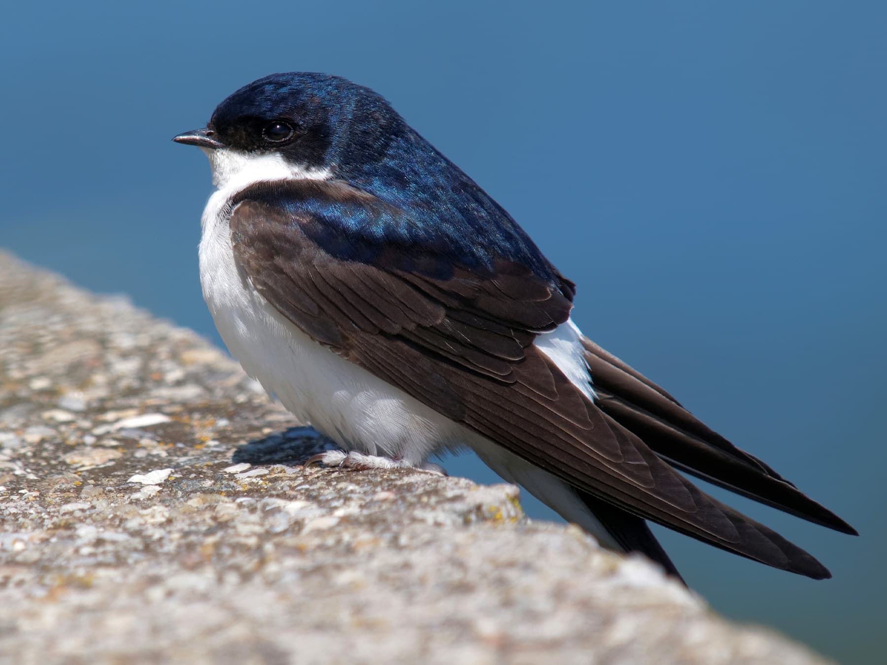 House Martin | Birdfact