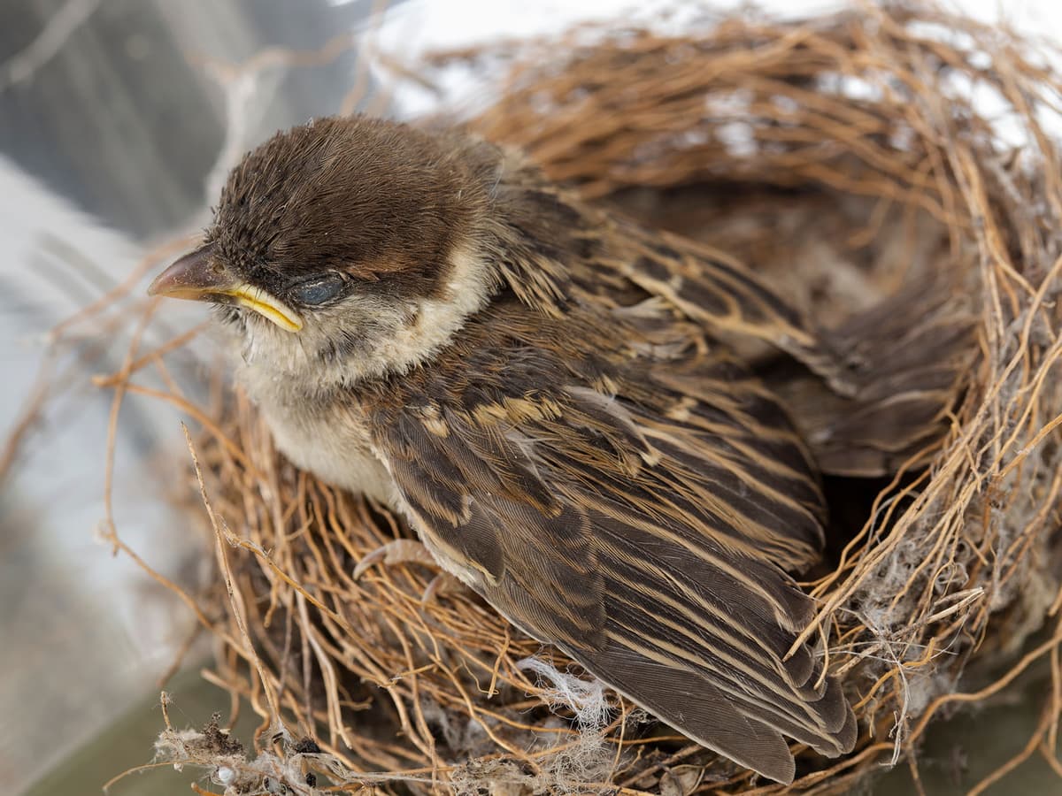 House Sparrow Nesting (Behavior, Eggs + Location) | Birdfact