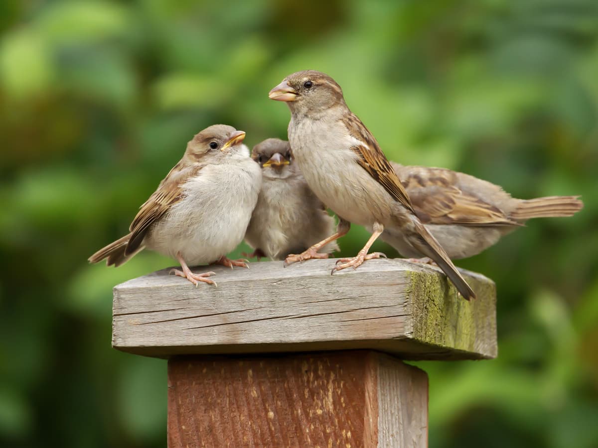House Sparrow Nesting (Behavior, Eggs + Location) | Birdfact