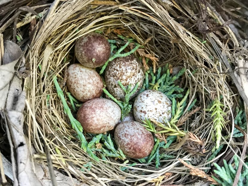 House Sparrow Nesting (Behavior, Eggs + Location) | Birdfact