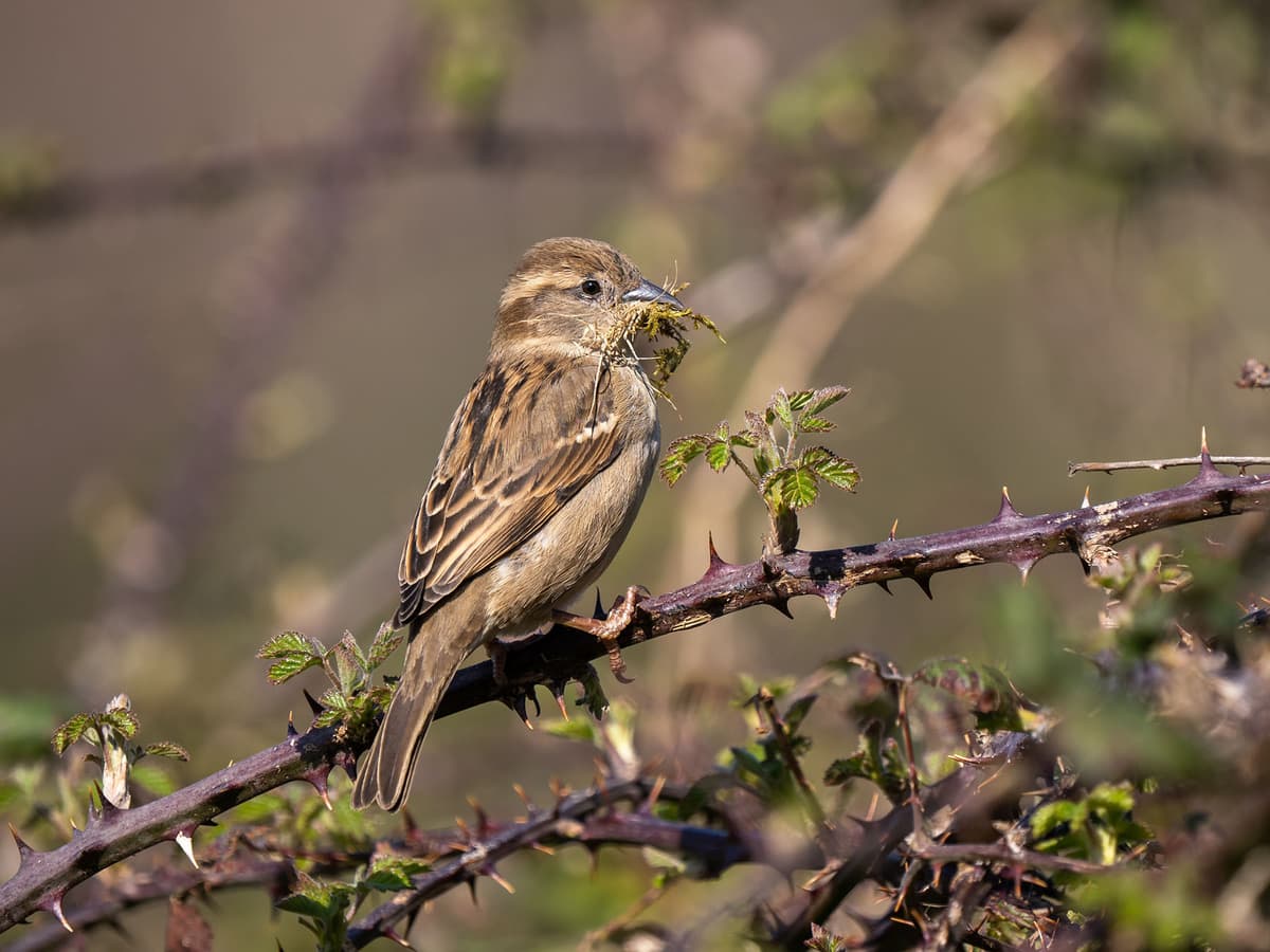 House Sparrow Nesting (Behavior, Eggs + Location) | Birdfact