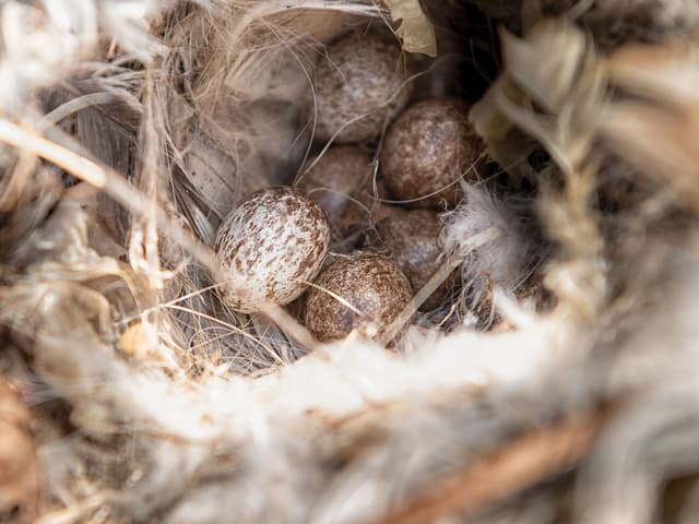 House Sparrow Nesting (Behavior, Eggs + Location) | Birdfact