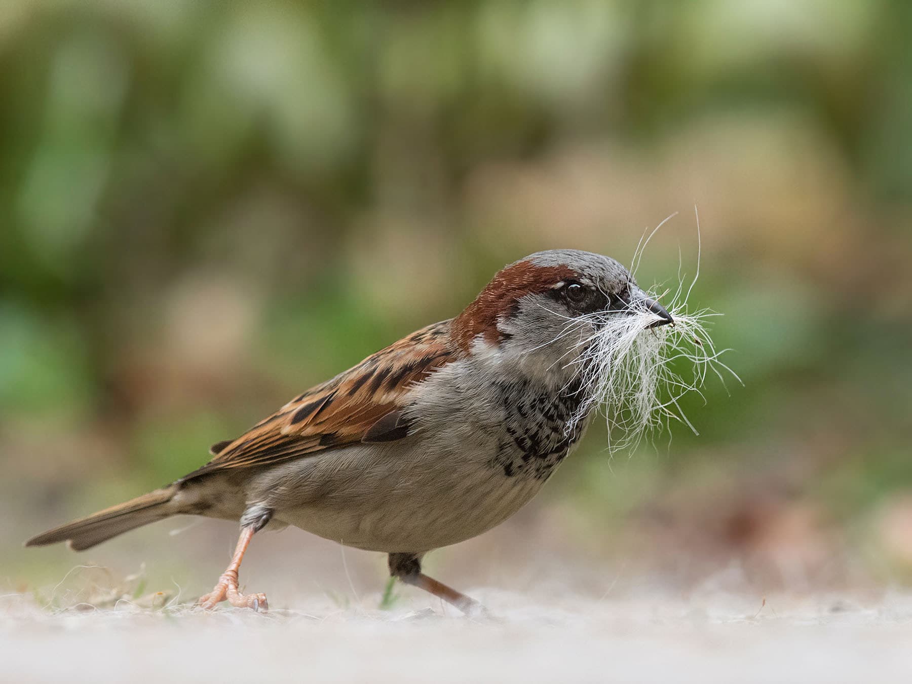 House Sparrow Nesting (Behavior, Eggs + Location) | Birdfact