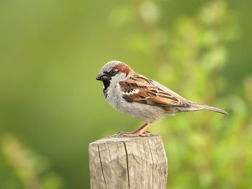 23 Common Garden Birds in the UK (Full Guide with Pictures) | Birdfact