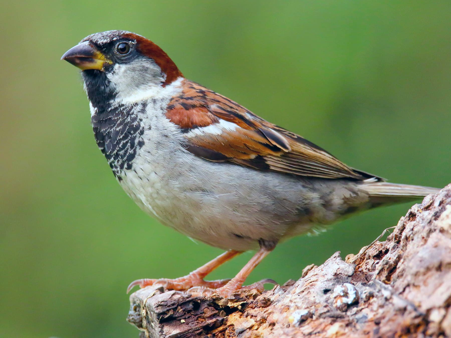 House Sparrow | Birdfact