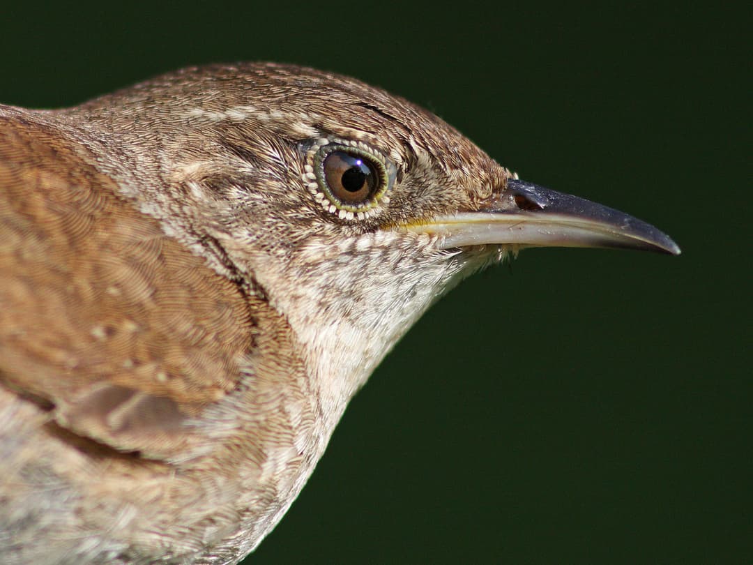 Female House Wrens (Male vs Female Identification) | Birdfact