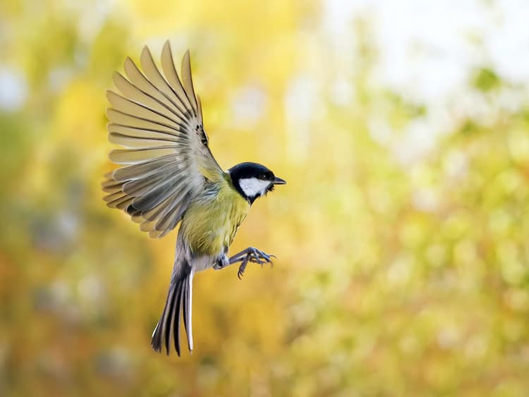 How Do Birds Fly? (In-Depth Guide) | Birdfact