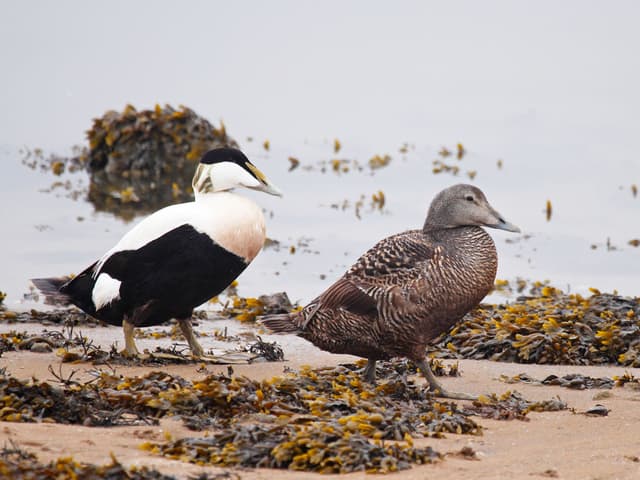 From Quack to Courtship: Understanding How Ducks Mate | Birdfact