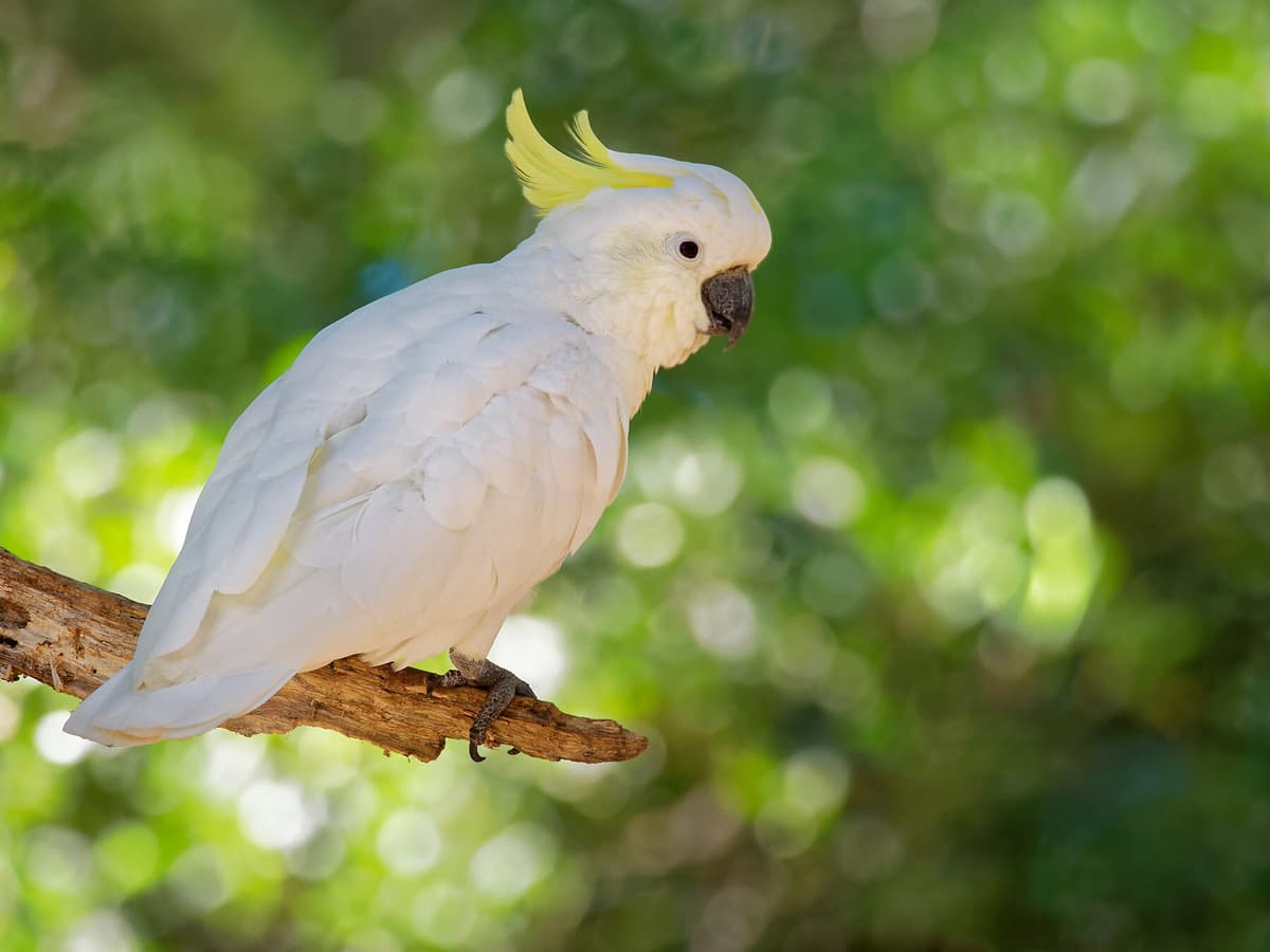 How Long Do Cockatoos Live? (All You Need To Know) | Birdfact