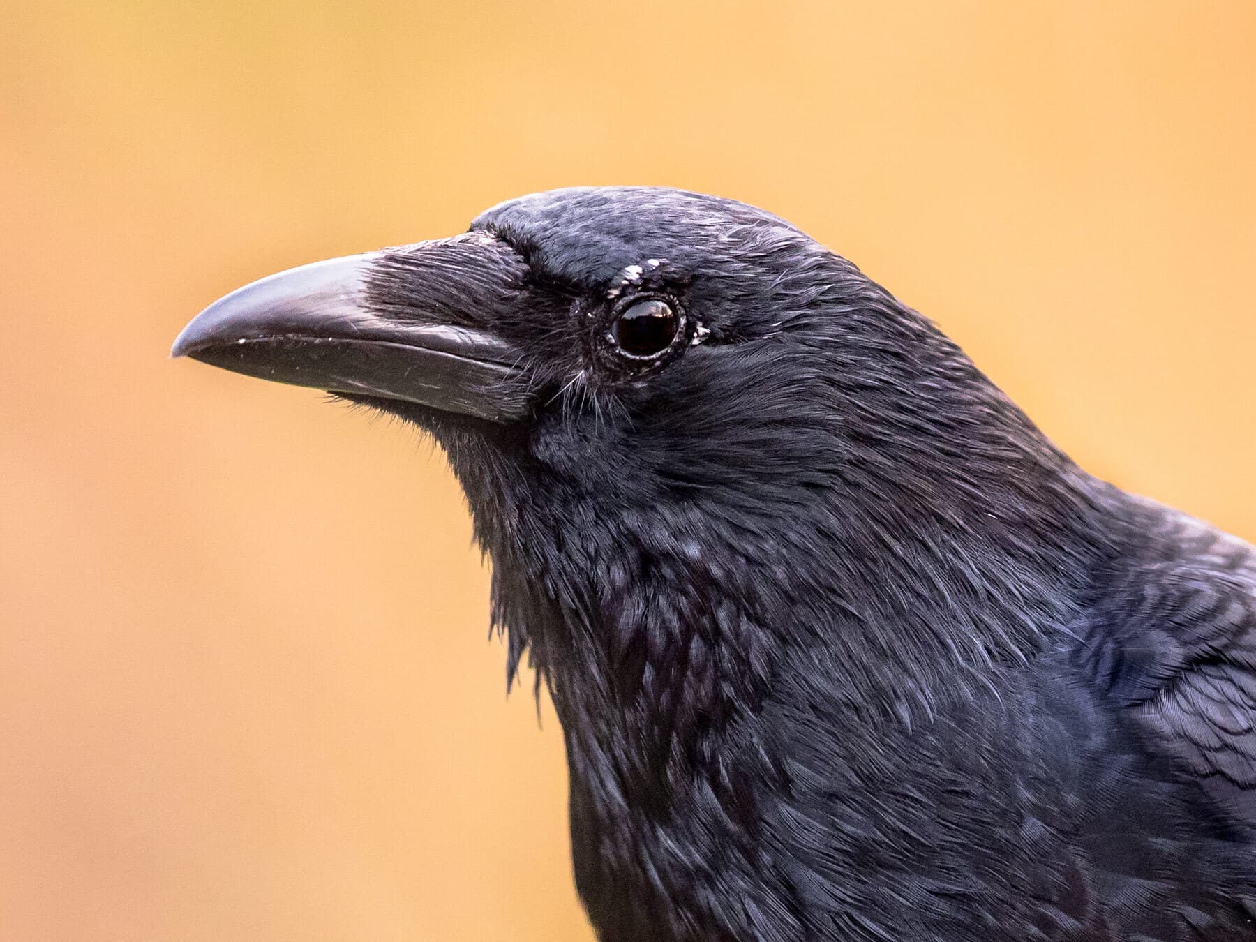 How Long Do Crows Live? Lifespan of Different Crow Species | Birdfact