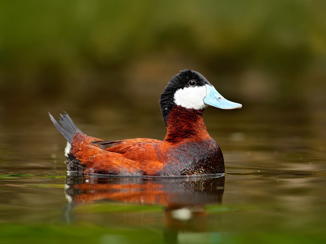 How Long Do Ducks Live? An In-depth Guide of Duck Lifespan | Birdfact