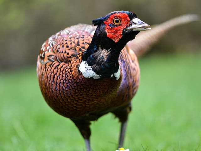 How Long Do Pheasants Live? (Complete Guide) | Birdfact