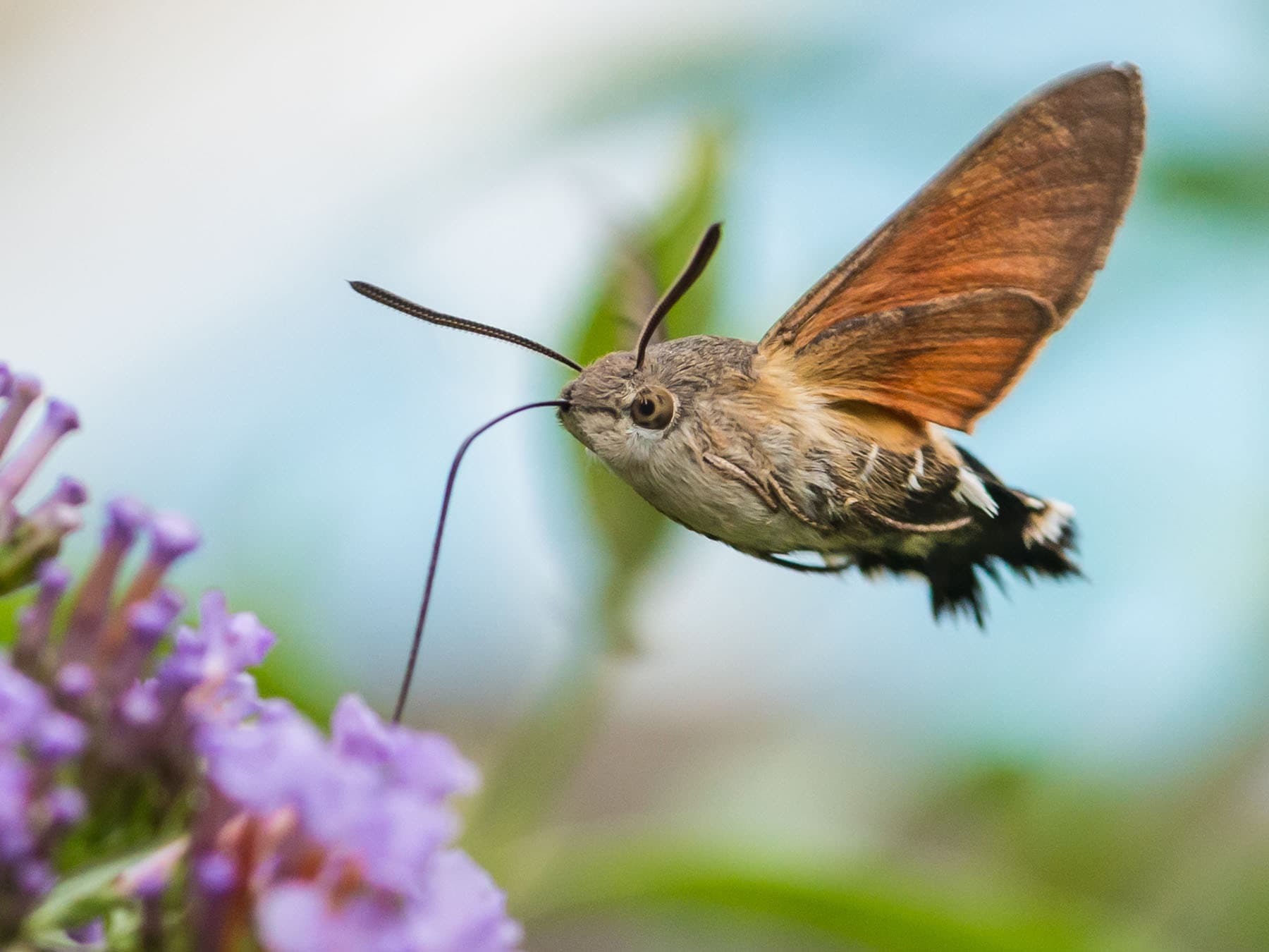 Are There Really Hummingbirds in the UK? Truth Revealed! | Birdfact
