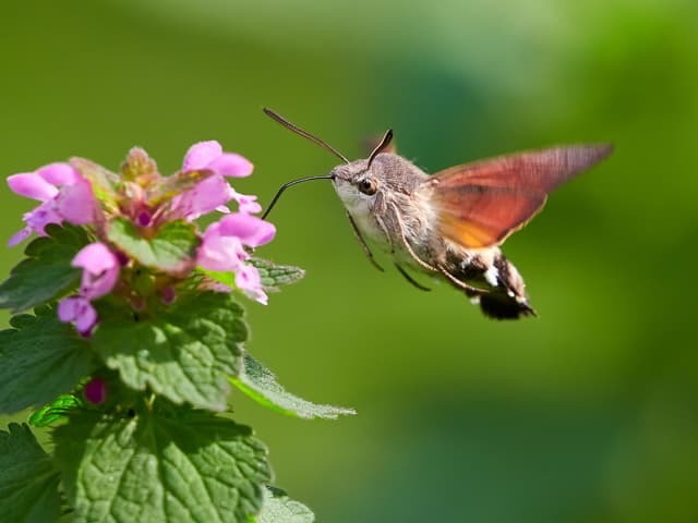 Are There Really Hummingbirds in the UK? Truth Revealed! | Birdfact