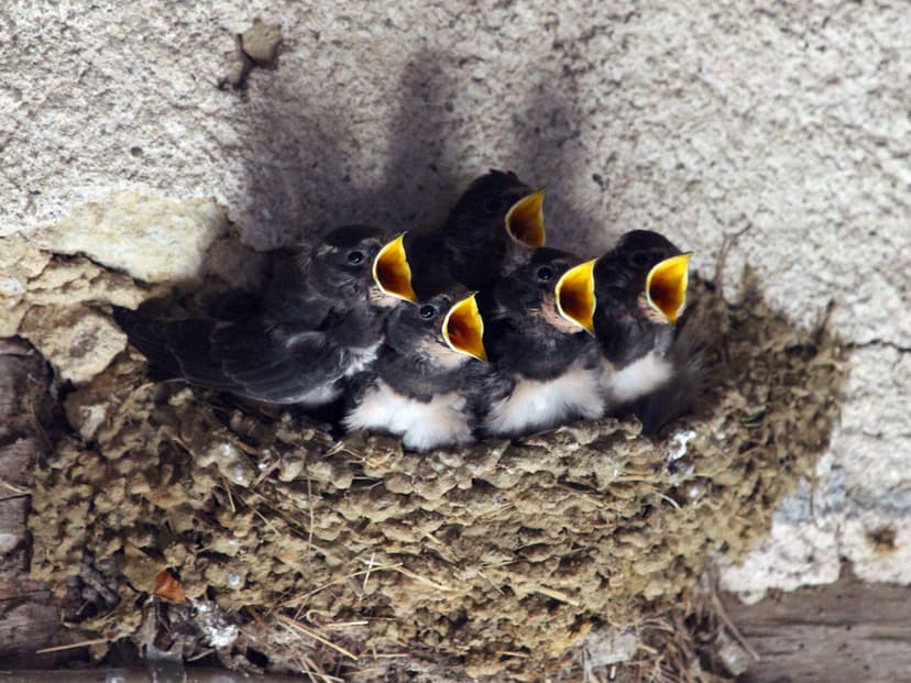 Barn Swallow Nesting (All You Need To Know) | Birdfact