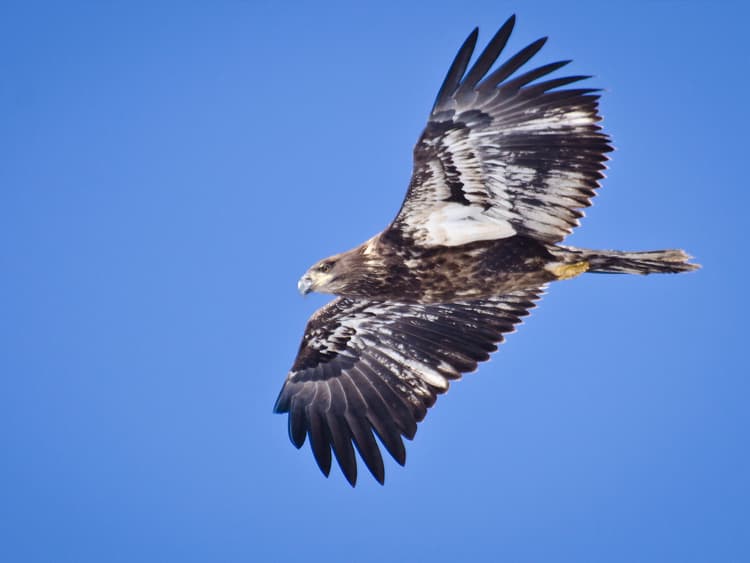 Baby Eagles: All You Need To Know (with Pictures) | Birdfact