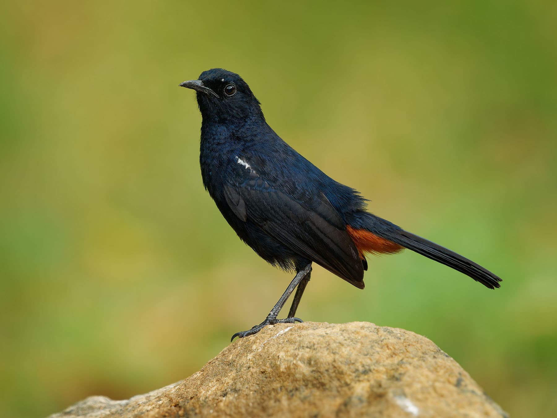 Indian Robin | Birdfact