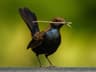 Indian Robin | Birdfact