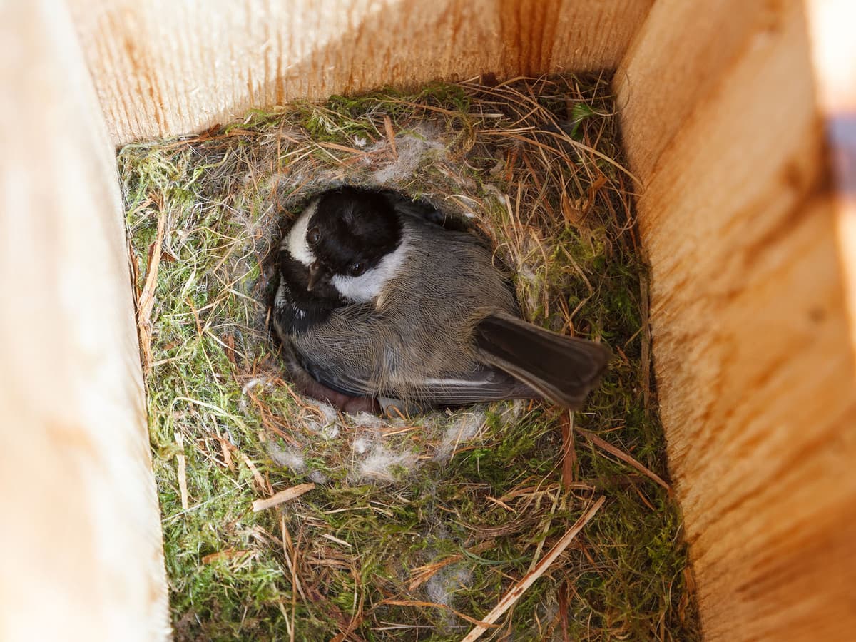 Black-capped Chickadee Nesting: A Complete Guide | Birdfact
