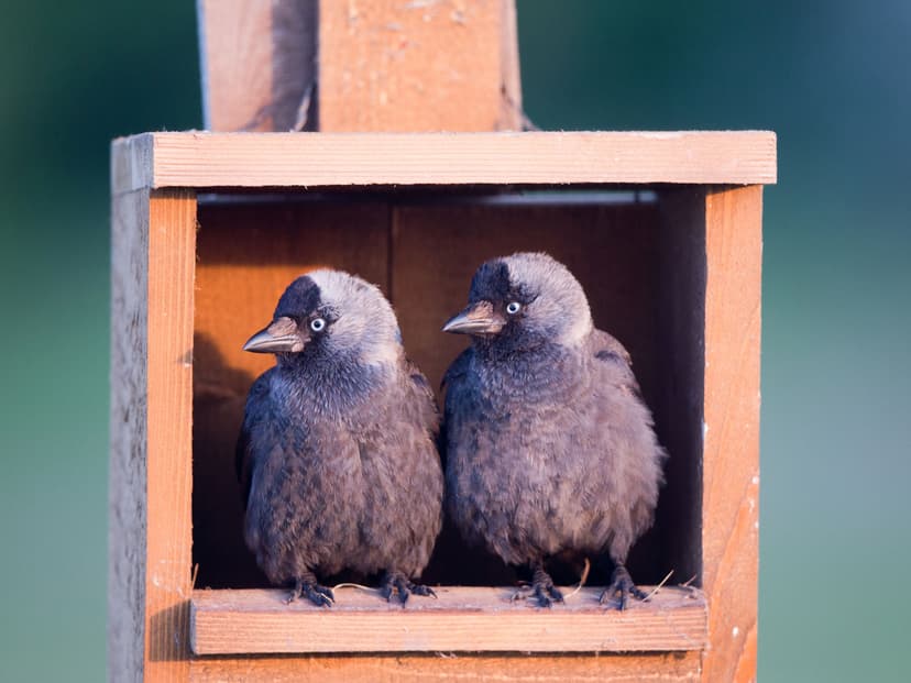 Jackdaw Nesting (Behaviour, Eggs + Location) | Birdfact
