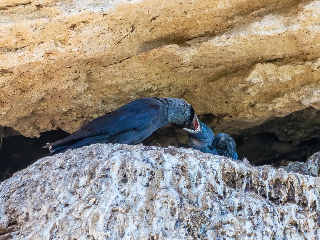 Jackdaw Nesting (Behaviour, Eggs + Location) | Birdfact
