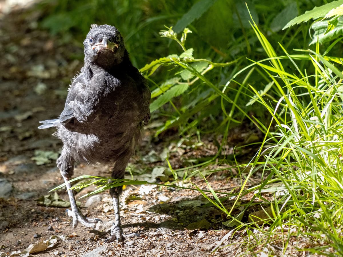 Jackdaw | Birdfact